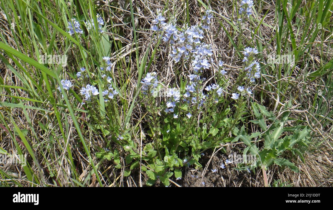 Prostrate speedwell hi-res stock photography and images - Alamy