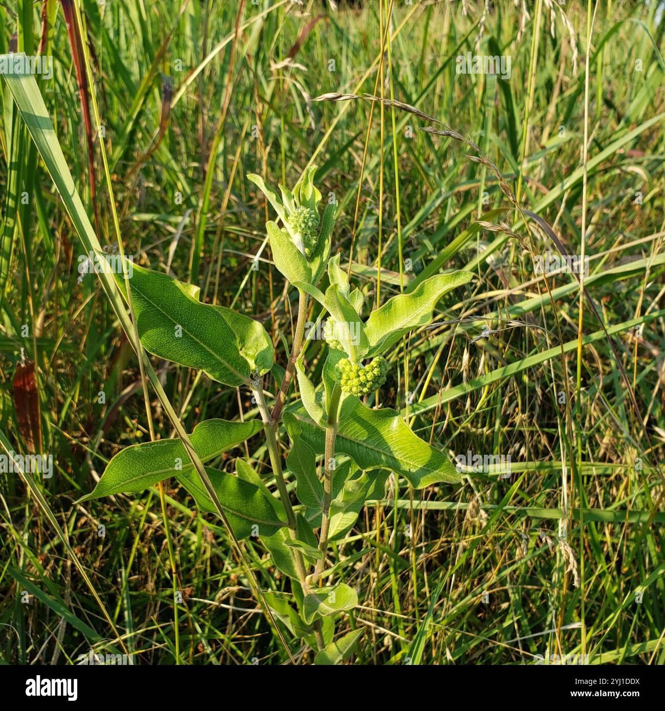 green comet milkweed (Asclepias viridiflora Stock Photo - Alamy