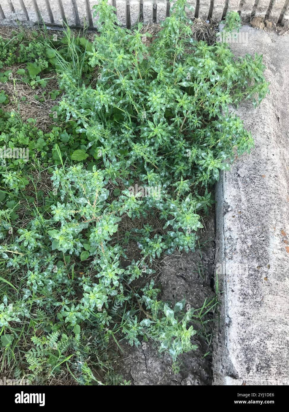Tropical amaranth (Amaranthus polygonoides Stock Photo - Alamy