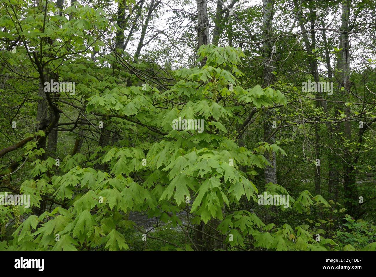 bigleaf maple (Acer macrophyllum Stock Photo - Alamy