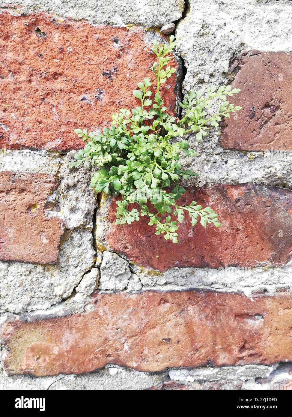 wall-rue (Asplenium ruta-muraria Stock Photo - Alamy