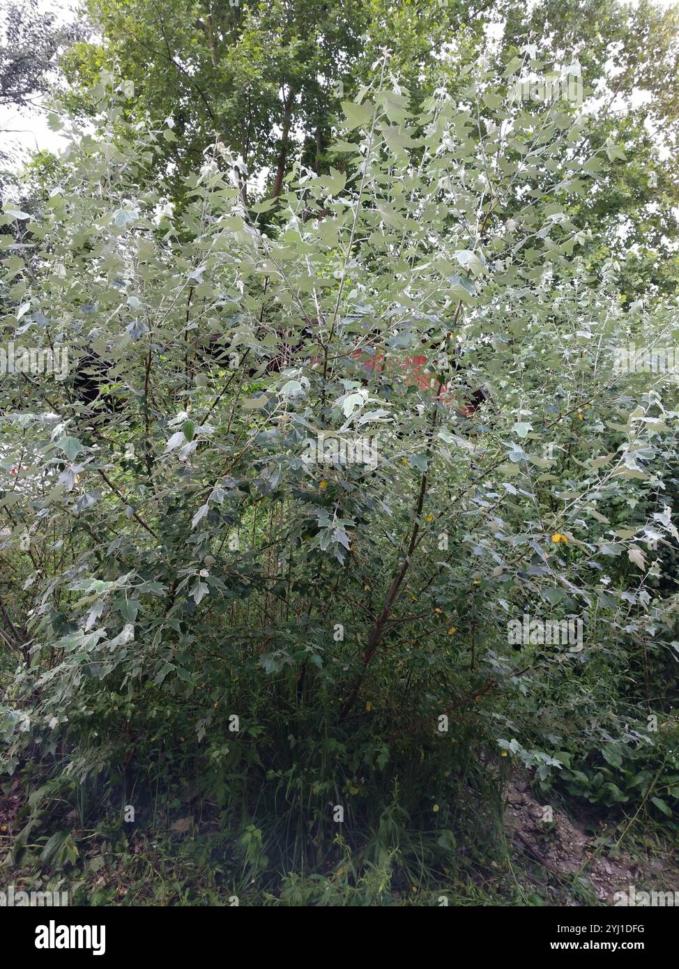 white poplar (Populus alba Stock Photo - Alamy