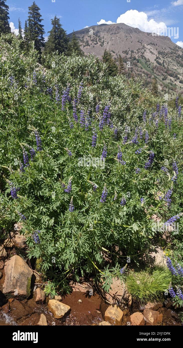 Broadleaf Lupine (Lupinus latifolius Stock Photo - Alamy