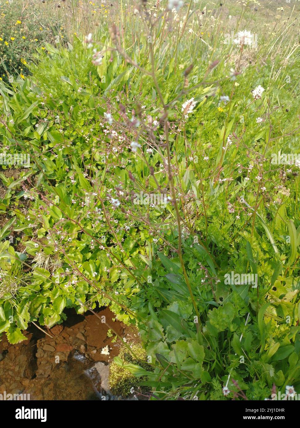 Brook Saxifrage (Micranthes odontoloma Stock Photo - Alamy