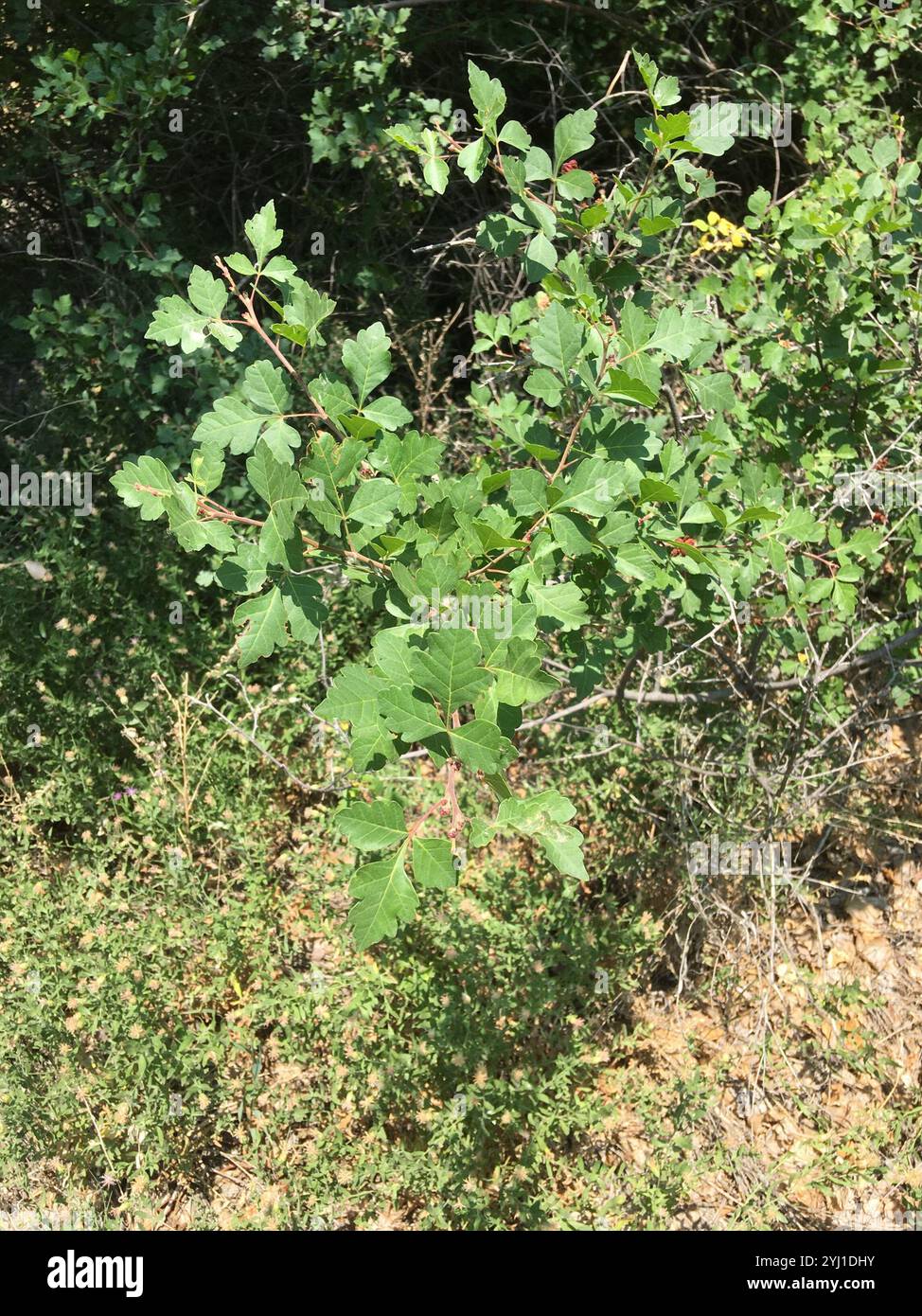 fragrant sumac (Rhus aromatica Stock Photo - Alamy