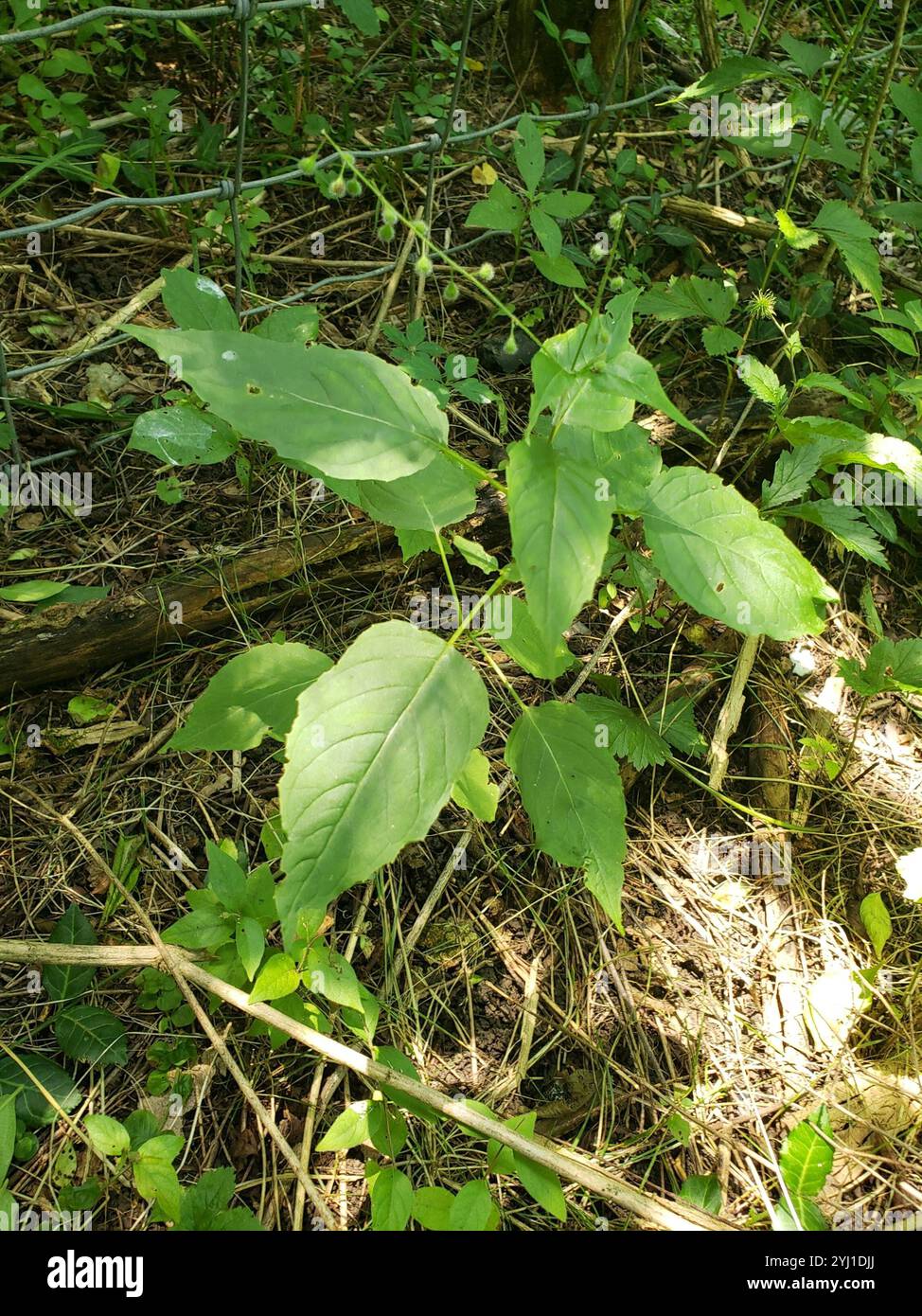 broadleaf enchanter's nightshade (Circaea canadensis Stock Photo - Alamy
