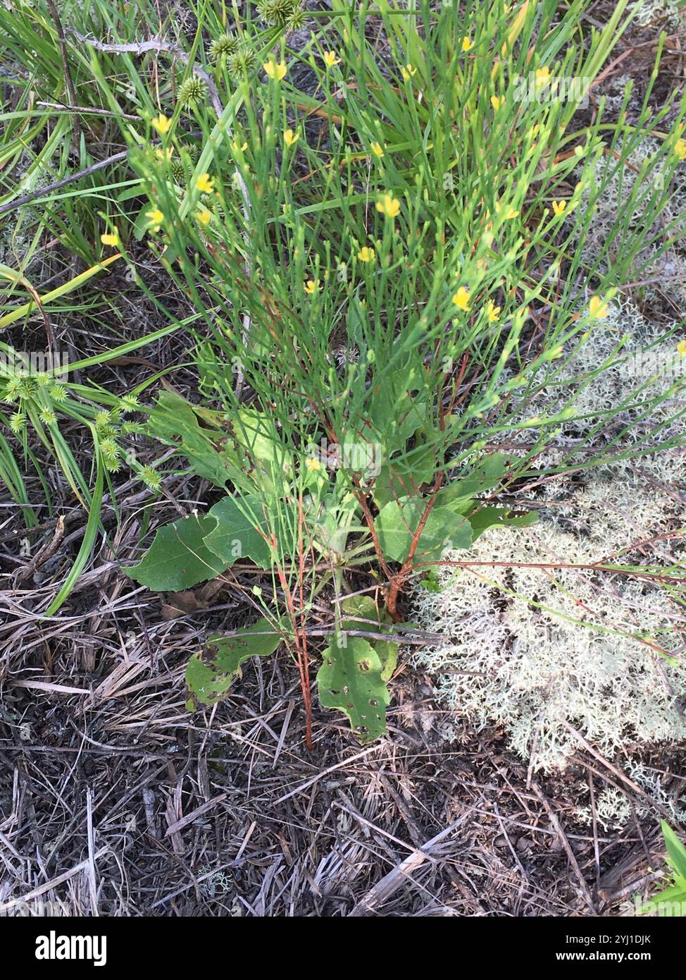 pineweed (Hypericum gentianoides Stock Photo - Alamy