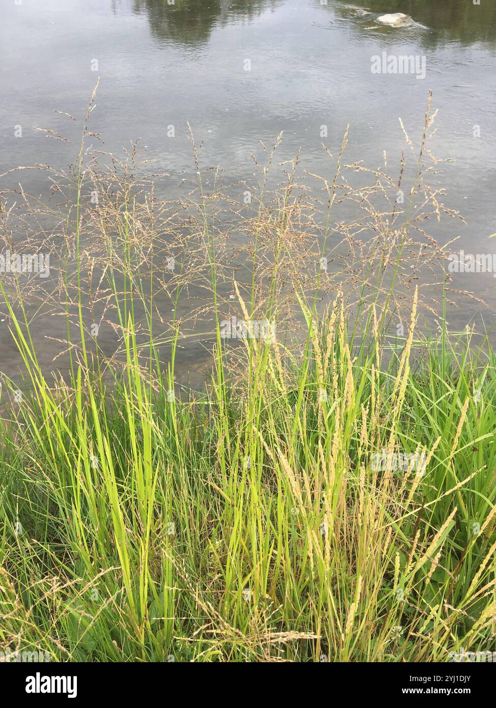 reed meadowgrass (Glyceria maxima Stock Photo - Alamy