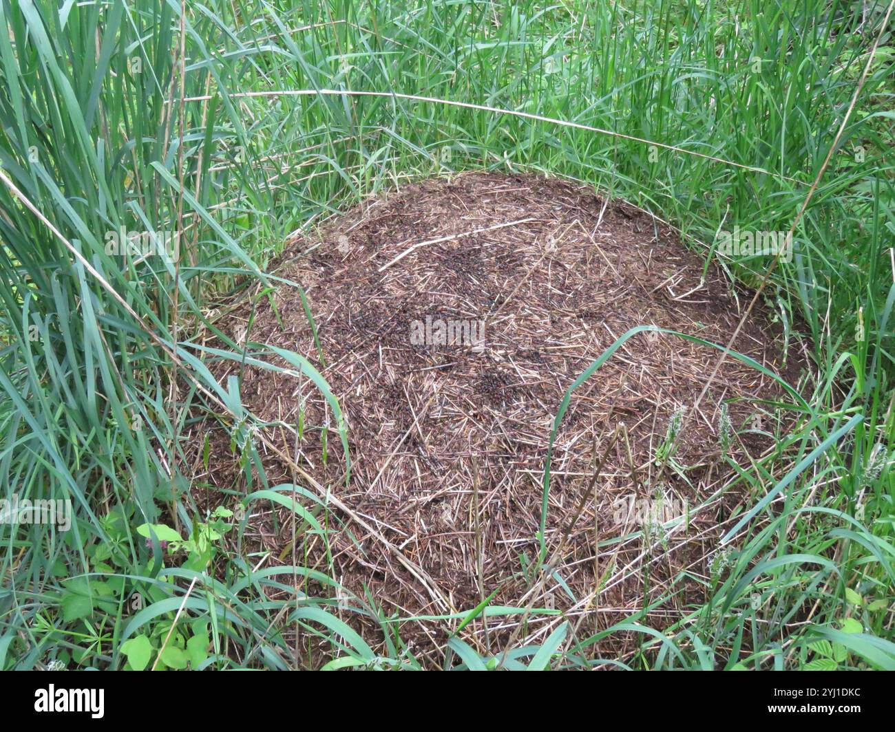 Western Thatching Ant (Formica obscuripes Stock Photo - Alamy