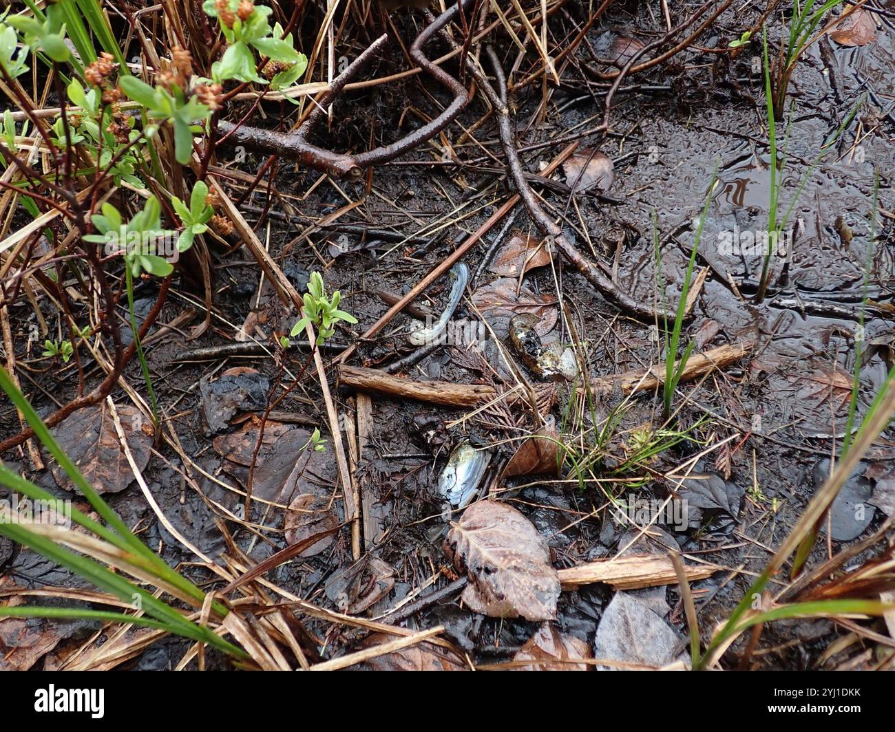 Western Floater (Anodonta kennerlyi Stock Photo - Alamy