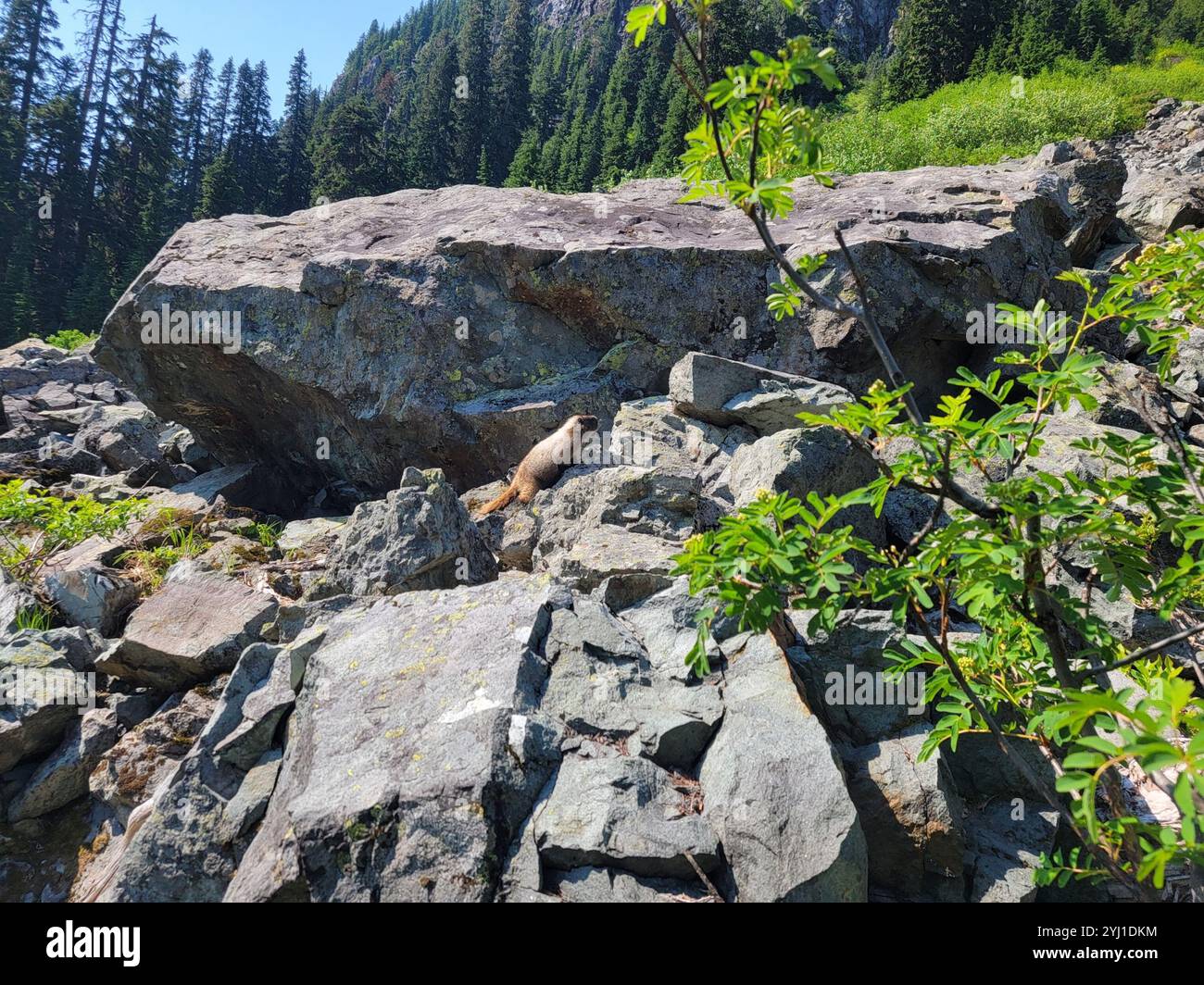 Hoary Marmot (Marmota caligata Stock Photo - Alamy