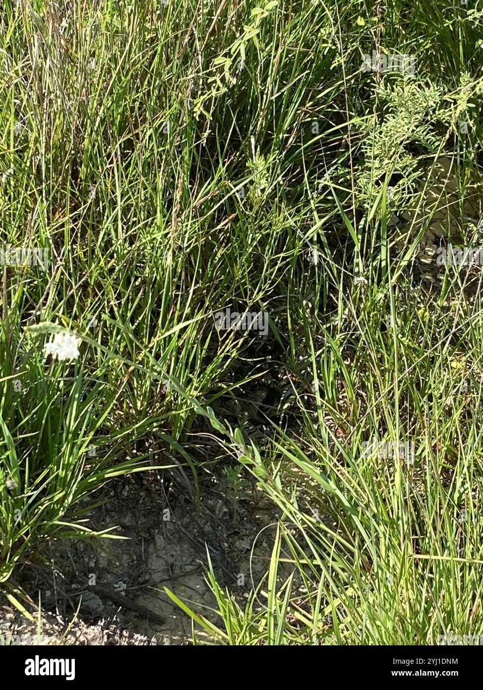 Oenothera glaucifolia hi-res stock photography and images - Alamy