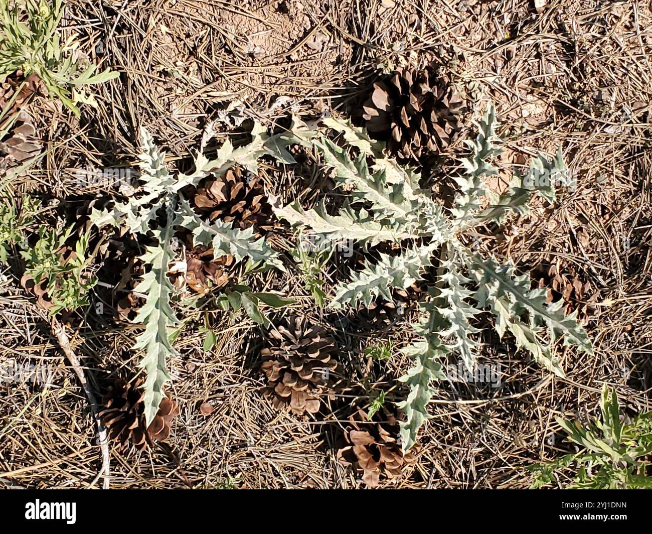 wavyleaf thistle (Cirsium undulatum Stock Photo - Alamy