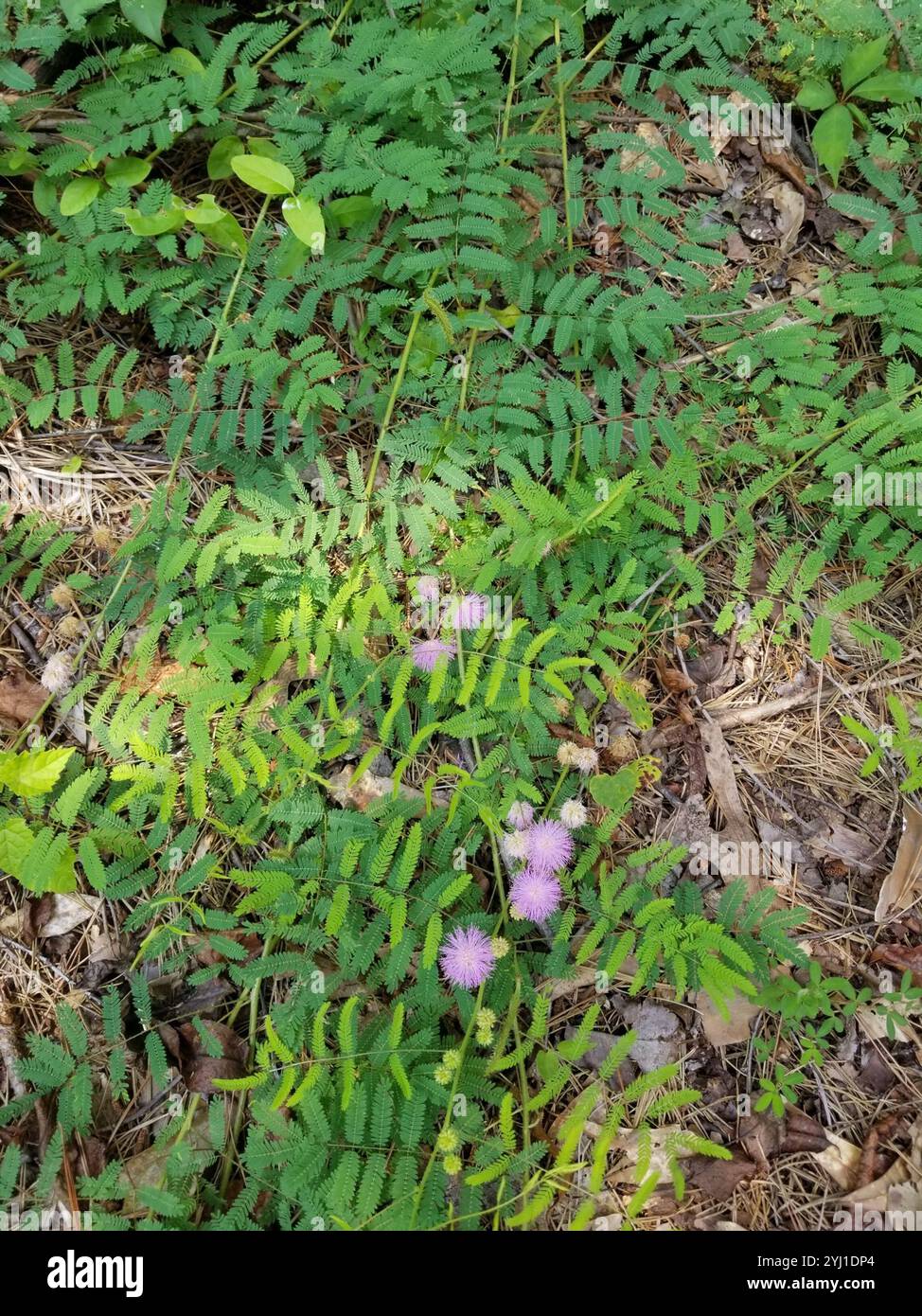 littleleaf sensitive-briar (Mimosa microphylla Stock Photo - Alamy