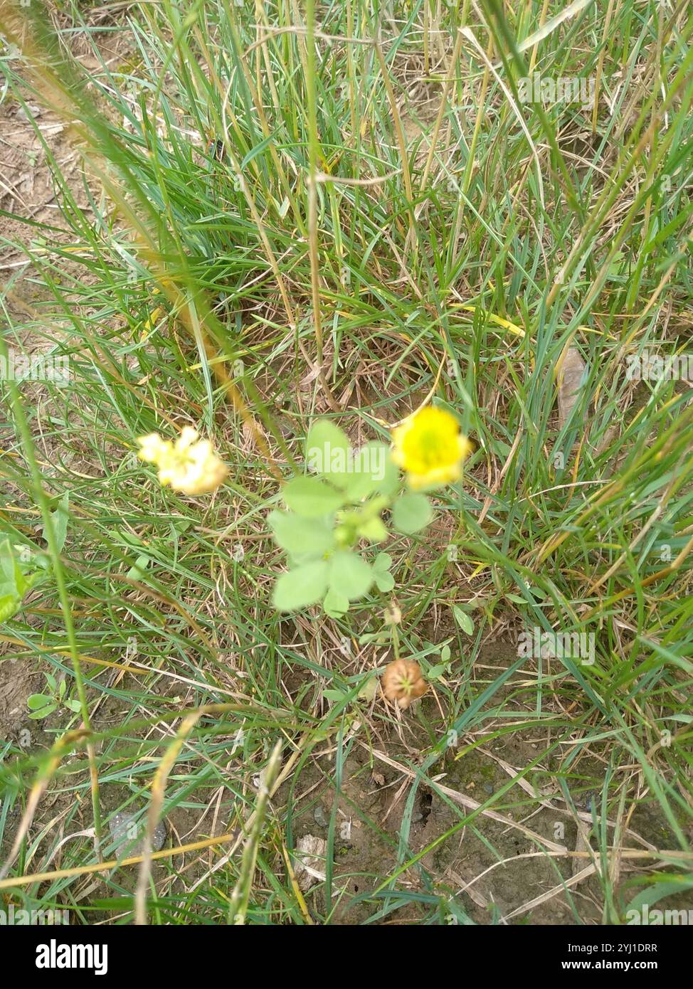 hop trefoil (Trifolium campestre Stock Photo - Alamy