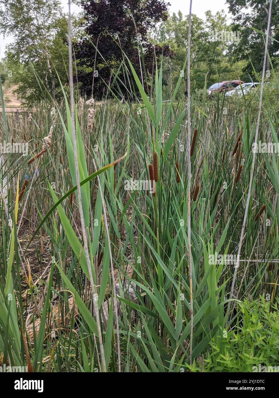 narrow-leaved cattail (Typha angustifolia Stock Photo - Alamy