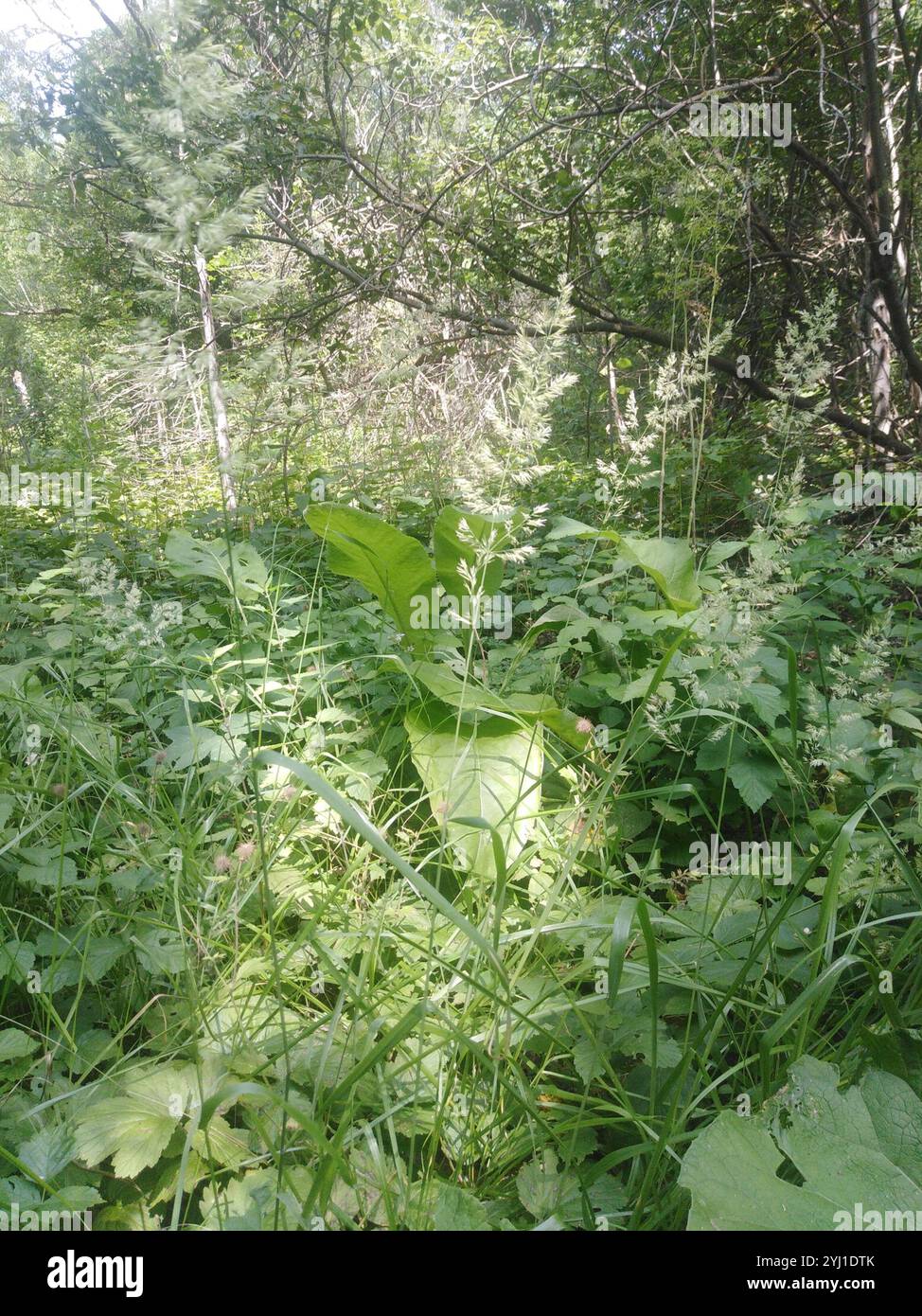 Purple Small-reed (Calamagrostis canescens Stock Photo - Alamy