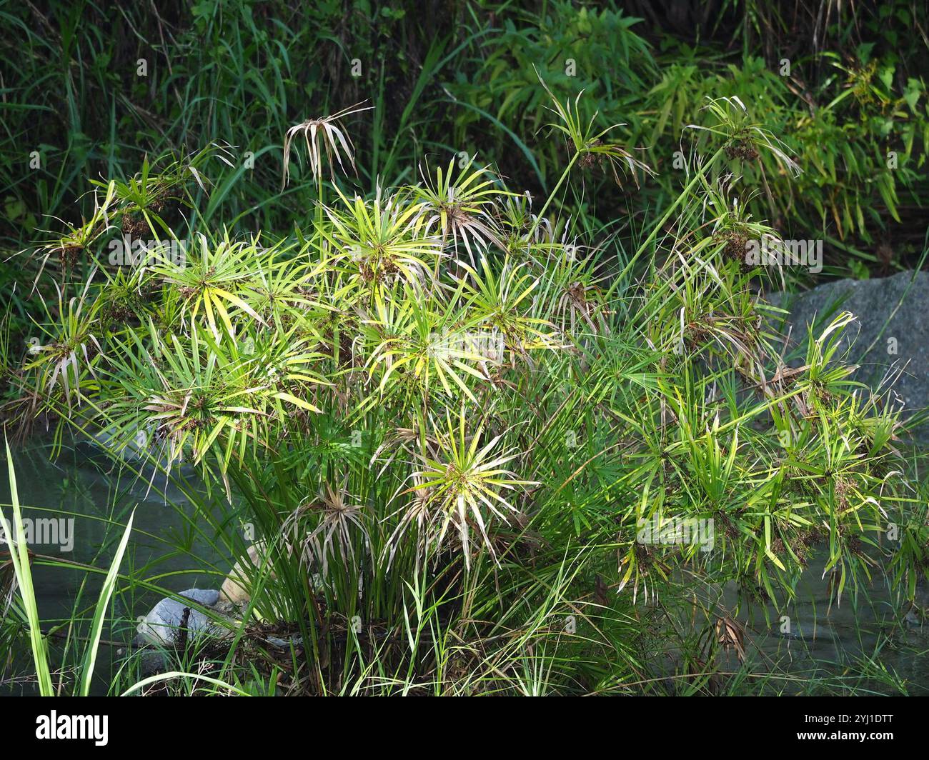 Umbrella papyrus (Cyperus alternifolius flabelliformis Stock Photo - Alamy