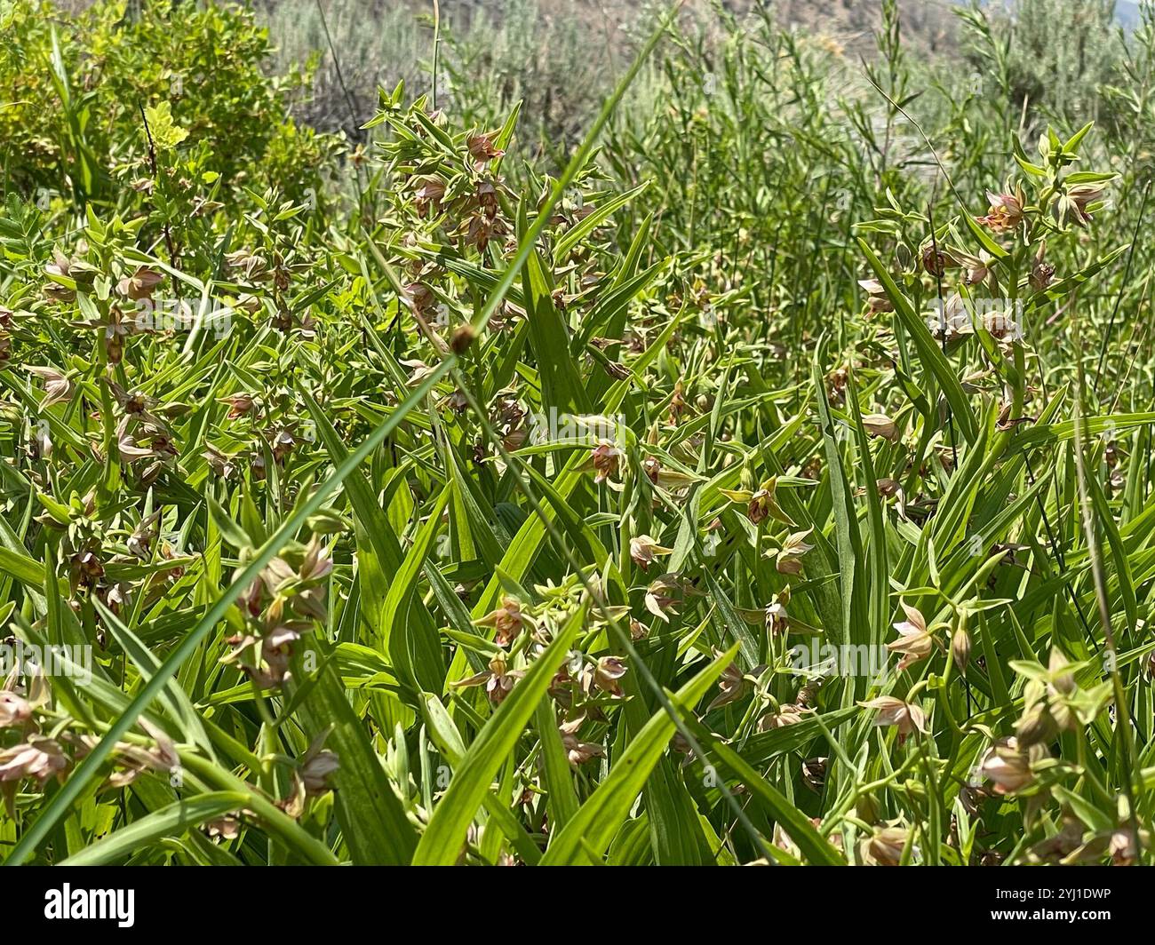 Stream Orchid (Epipactis gigantea Stock Photo - Alamy