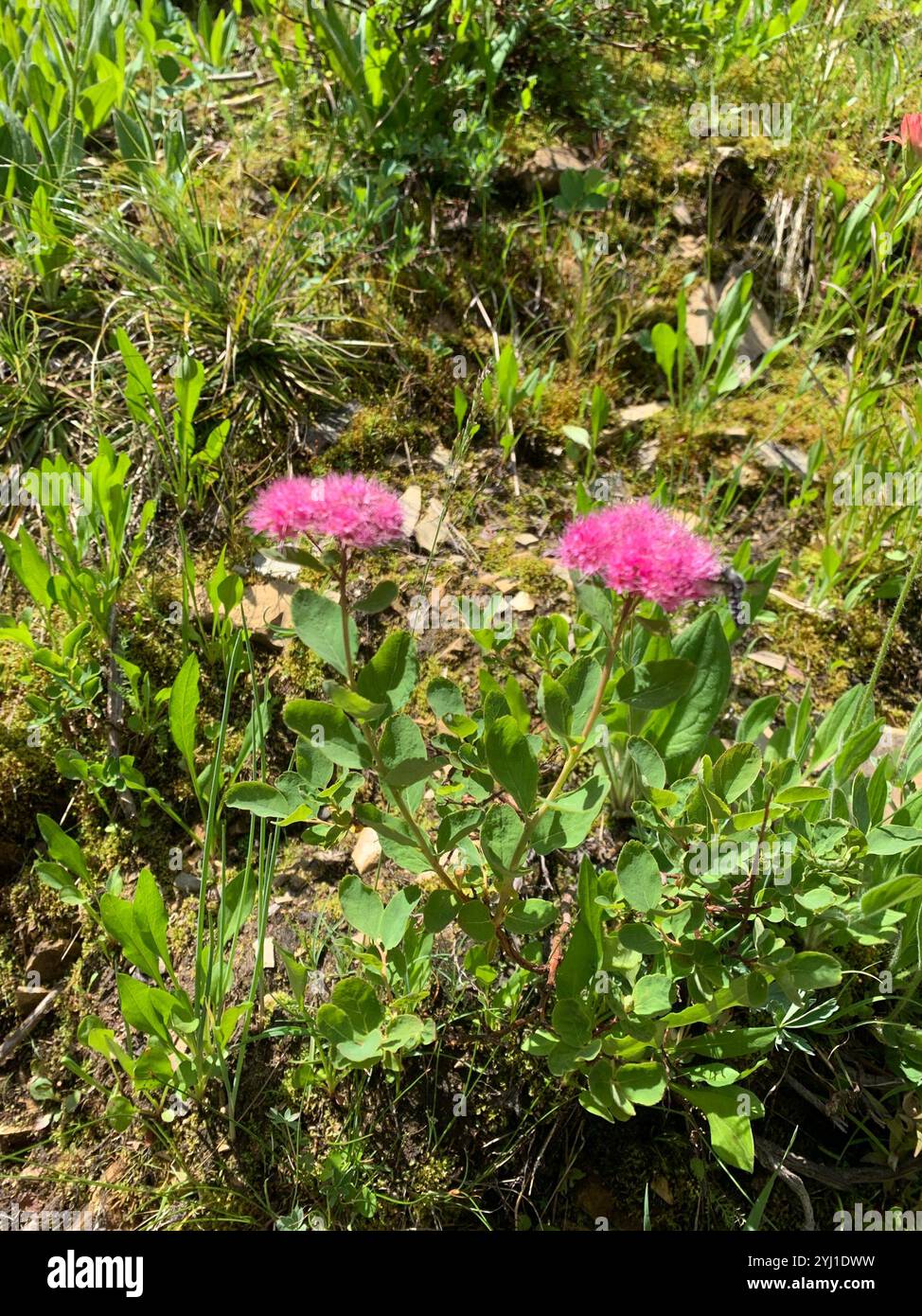 Mountain Spirea (Spiraea splendens Stock Photo - Alamy