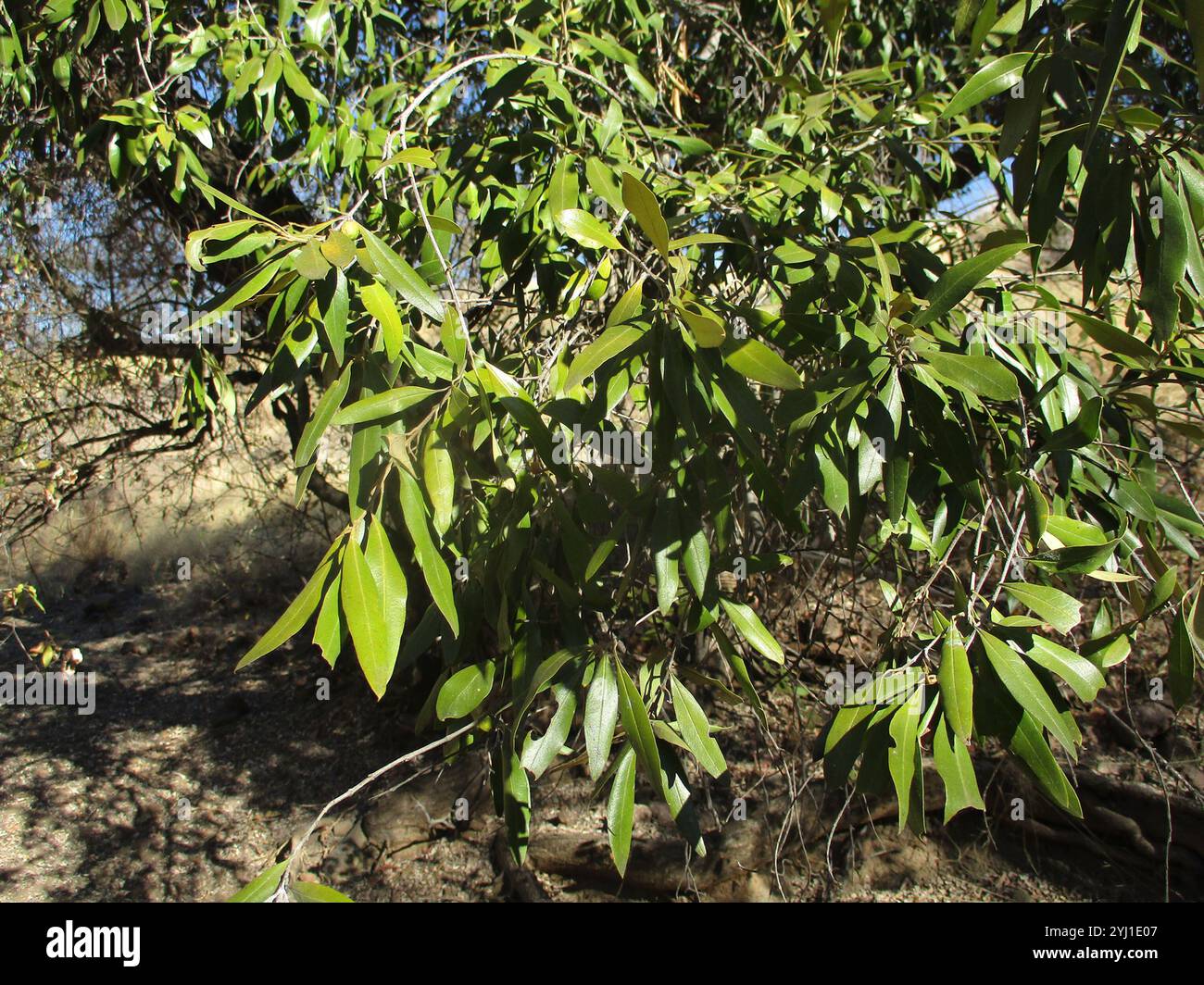 African olive olea europaea hi-res stock photography and images - Alamy