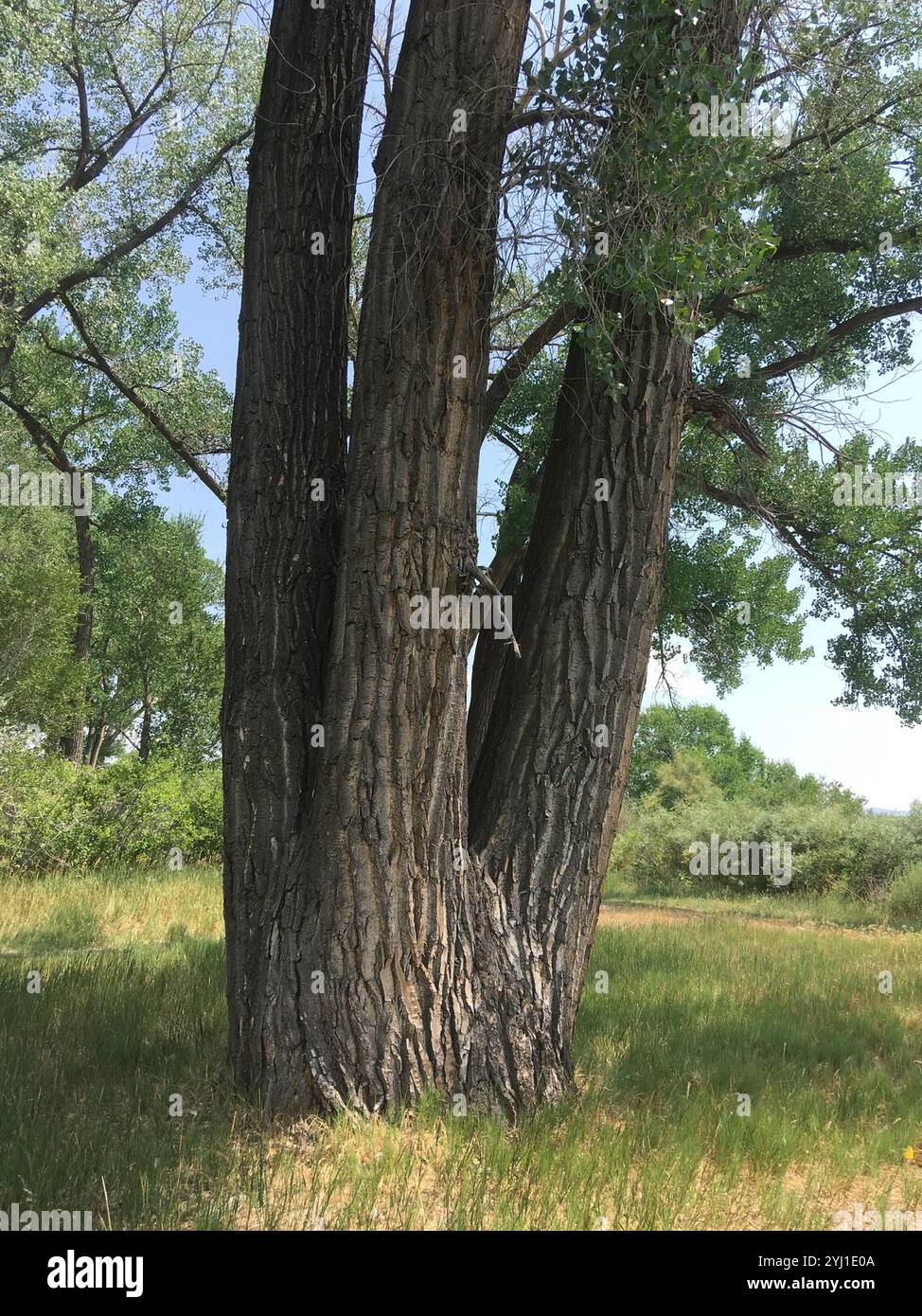 Fremont Cottonwood (Populus fremontii Stock Photo - Alamy