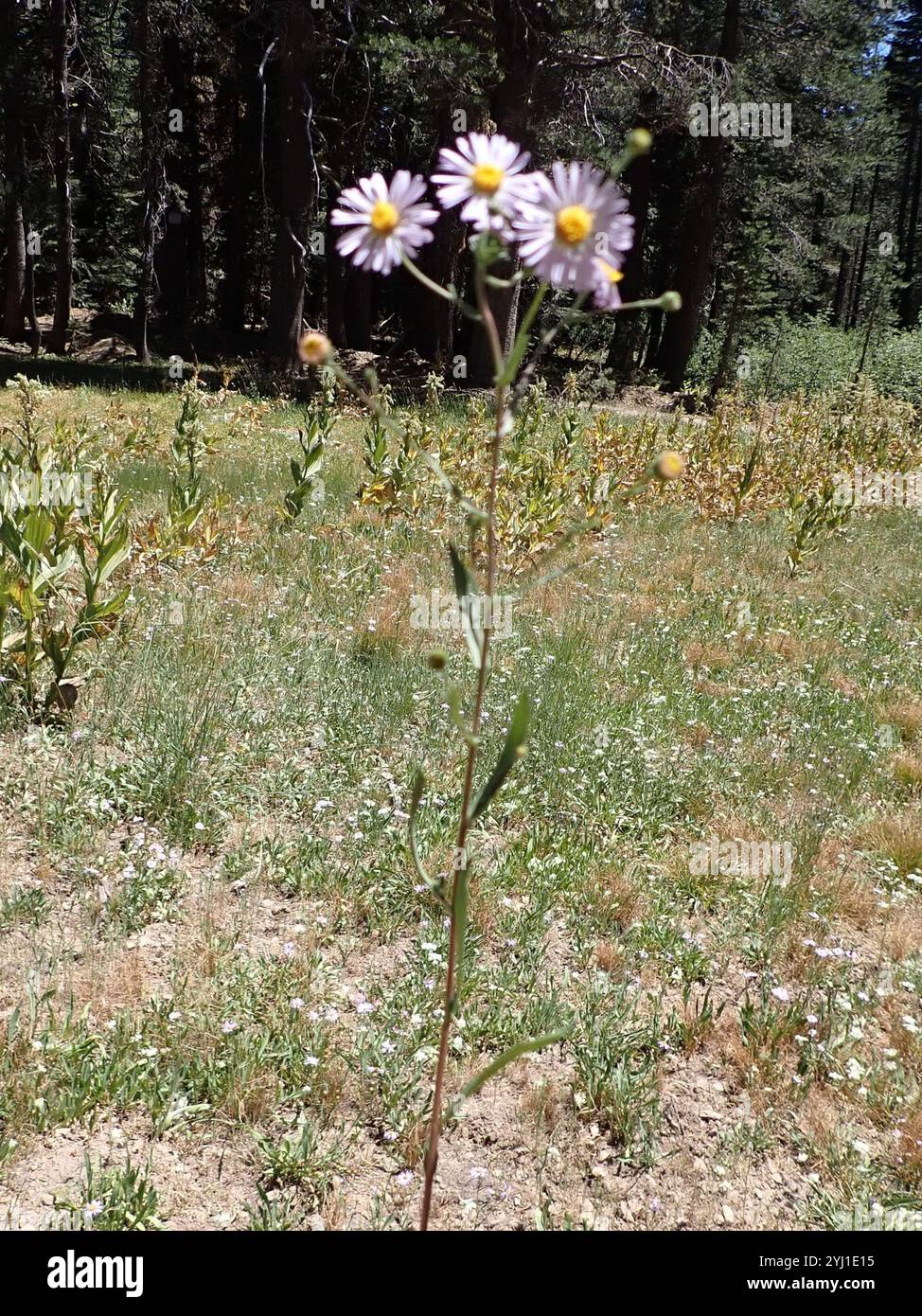 Subalpine Fleabane (Erigeron glacialis glacialis Stock Photo - Alamy