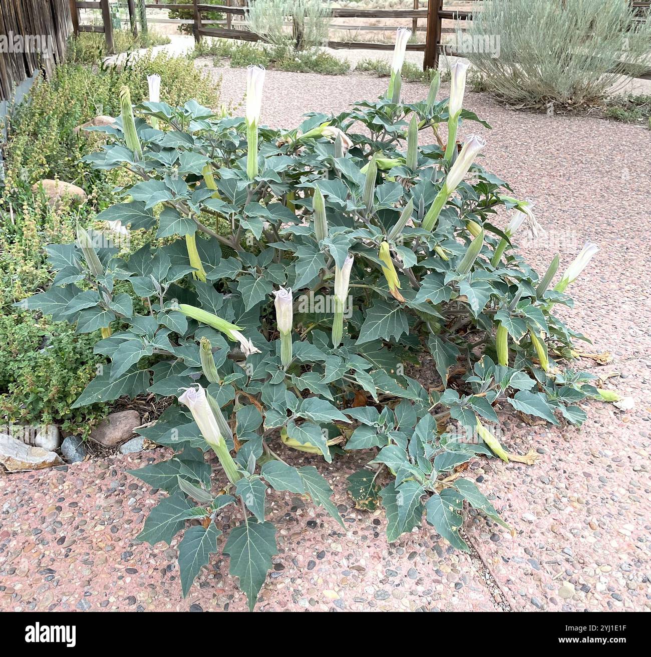 Sacred Datura (Datura wrightii Stock Photo - Alamy
