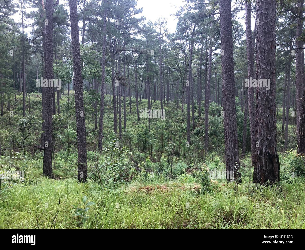 longleaf pine (Pinus palustris Stock Photo - Alamy