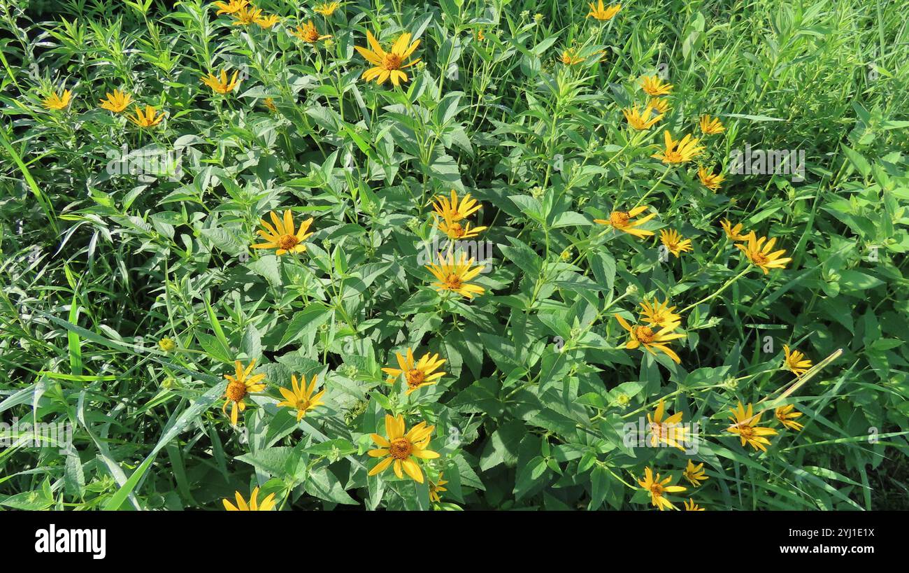 false sunflower (Heliopsis helianthoides Stock Photo - Alamy