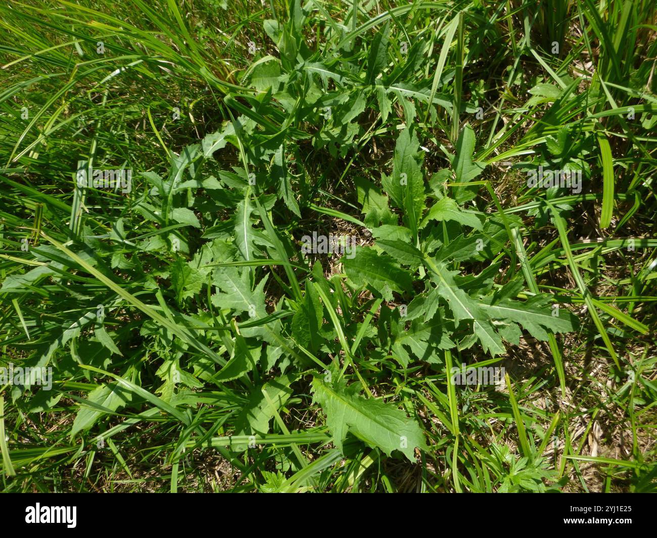 Cabbage Thistle (Cirsium oleraceum Stock Photo - Alamy