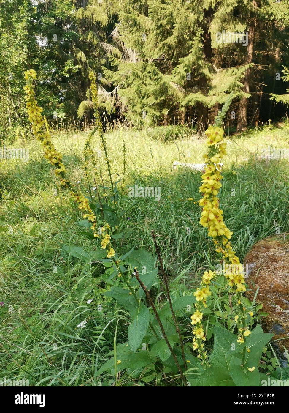Dark Mullein (Verbascum nigrum Stock Photo - Alamy