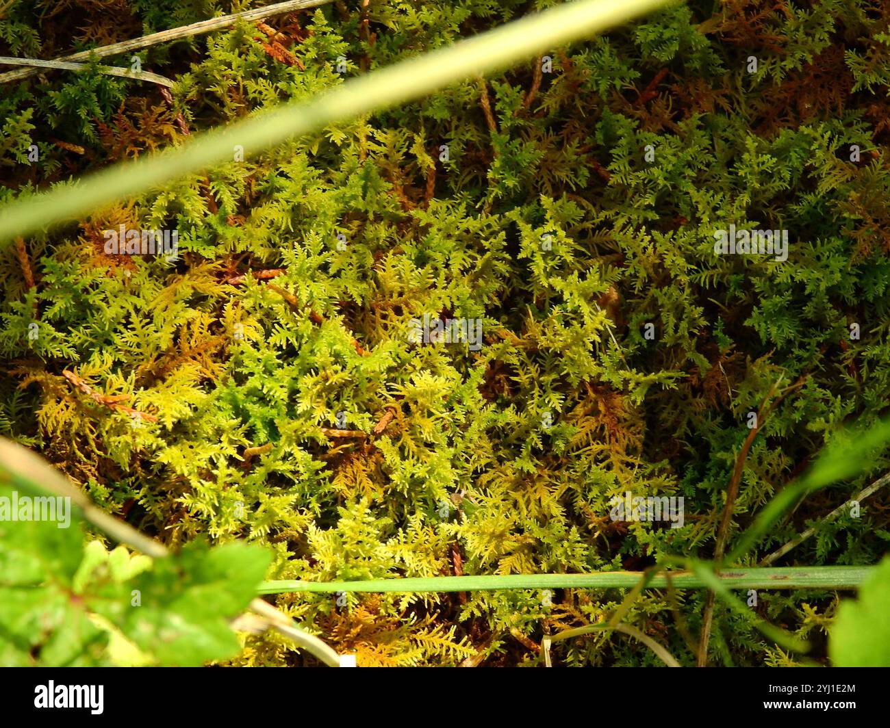 delicate fern moss (Thuidium delicatulum Stock Photo - Alamy