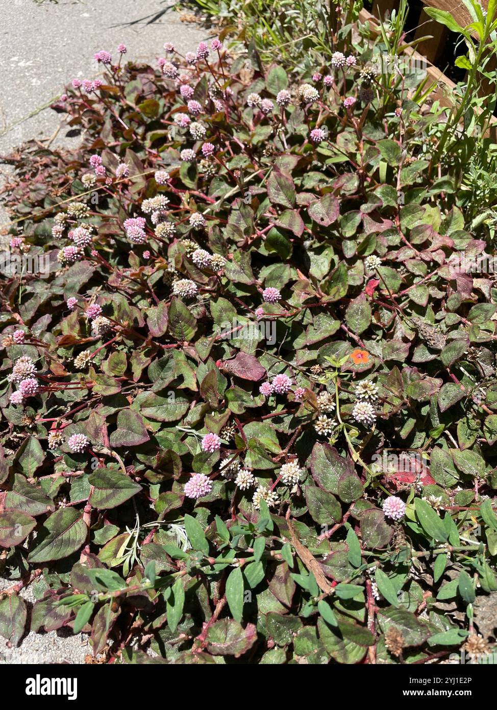 pink knotweed (Persicaria capitata Stock Photo - Alamy
