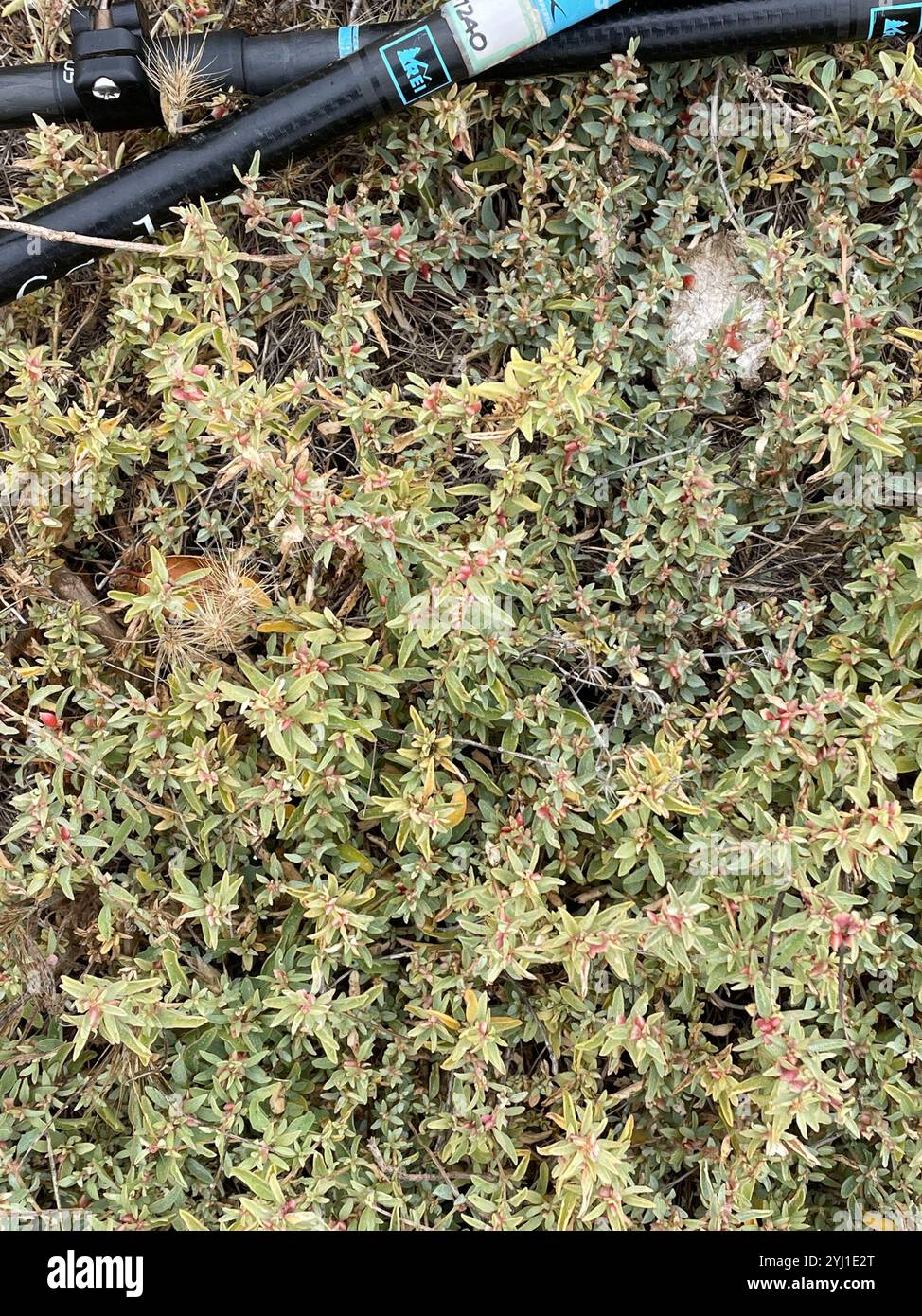 berry saltbush (Atriplex semibaccata Stock Photo - Alamy