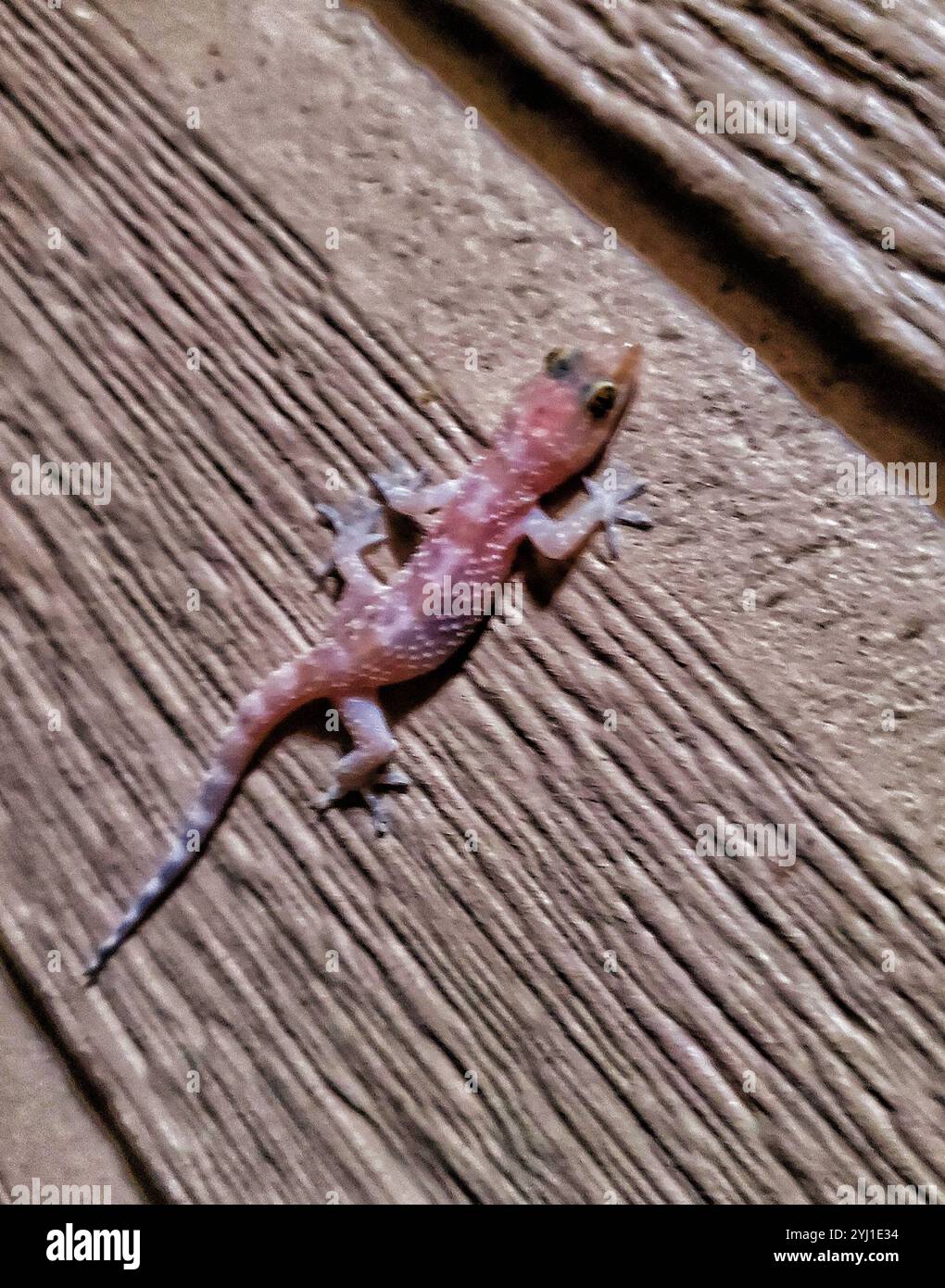 Mediterranean House Gecko (Hemidactylus turcicus Stock Photo - Alamy