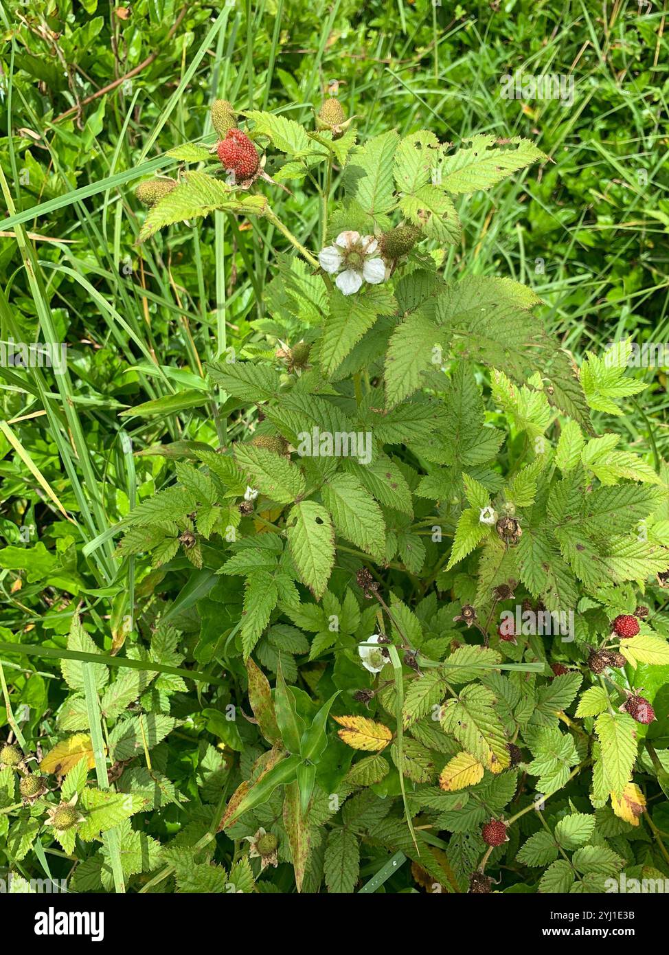 roseleaf bramble (Rubus rosifolius Stock Photo - Alamy
