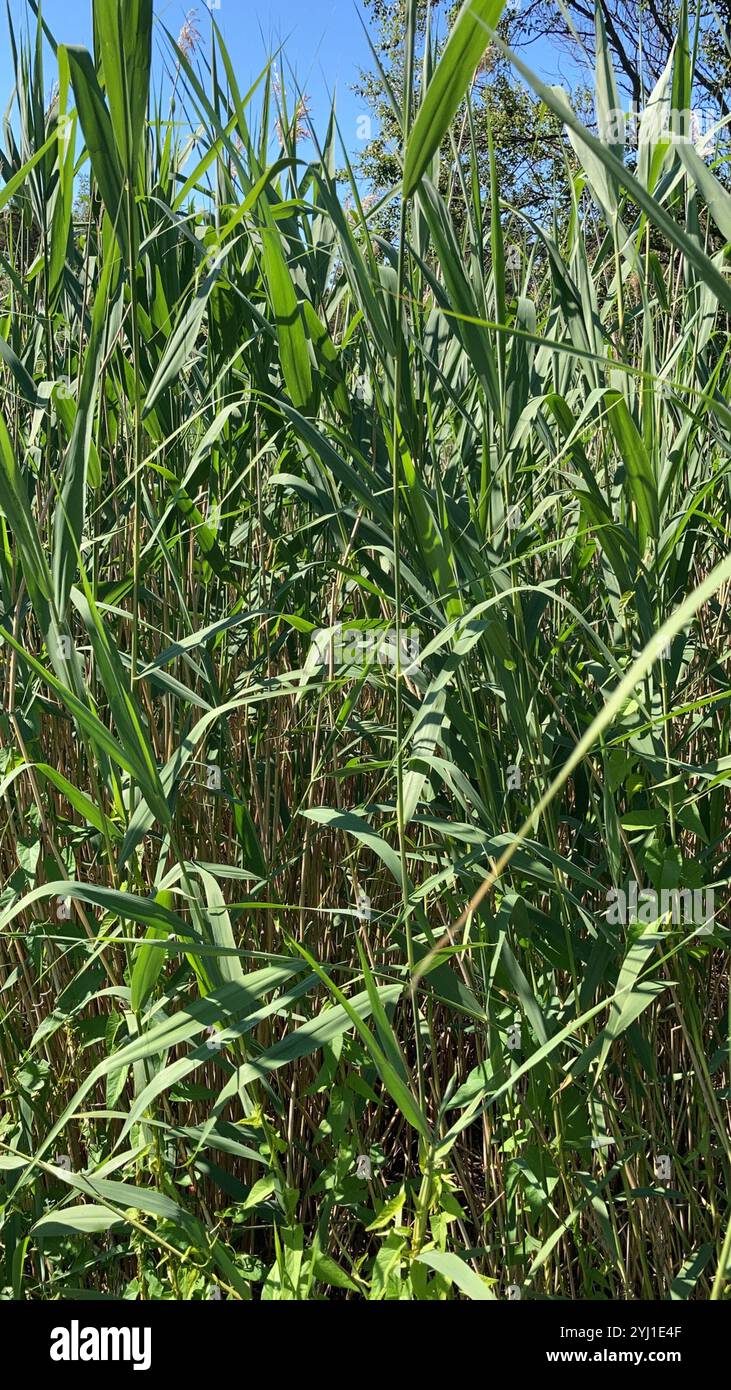 European reed (Phragmites australis australis Stock Photo - Alamy