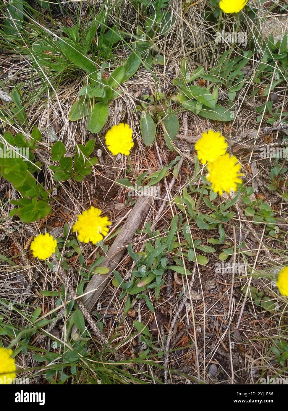 mouse-eared hawkweed (Pilosella officinarum Stock Photo - Alamy