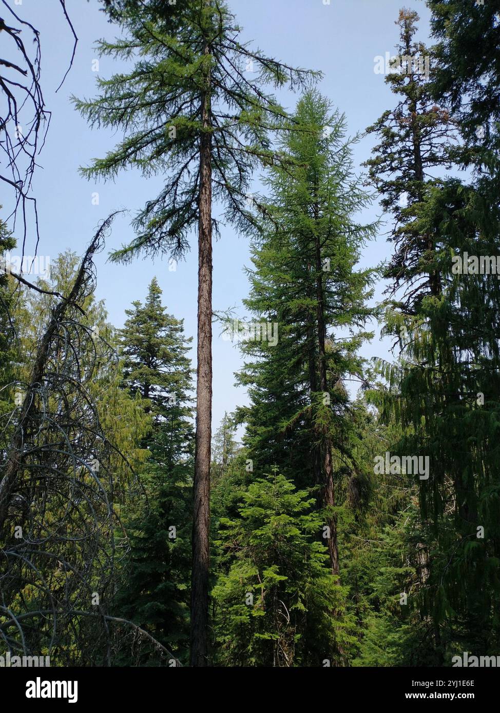 western larch (Larix occidentalis Stock Photo - Alamy