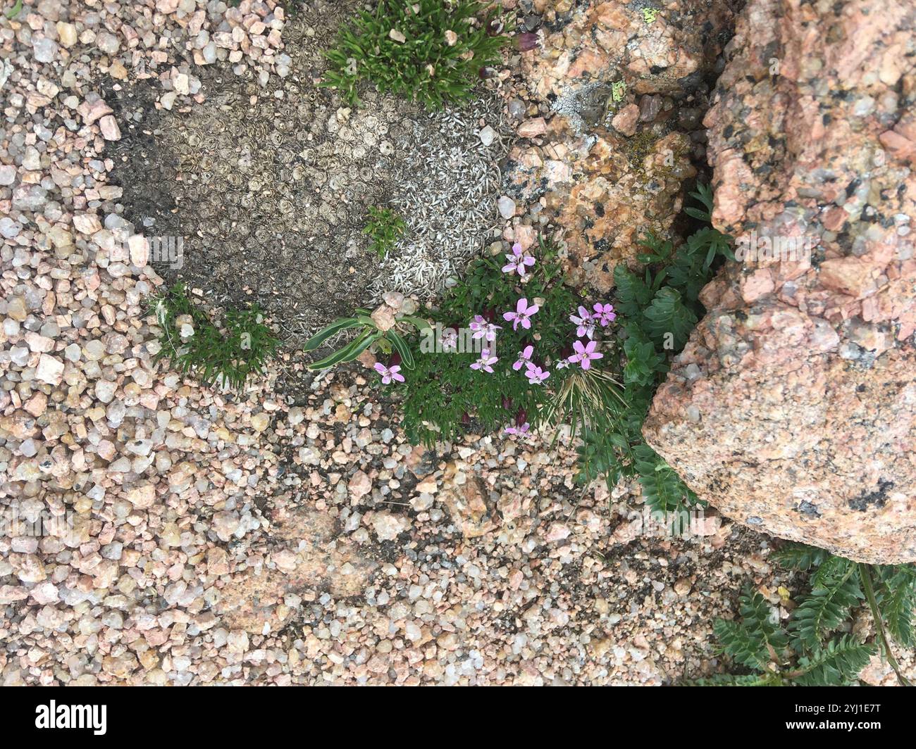 Moss Campion (Silene acaulis Stock Photo - Alamy