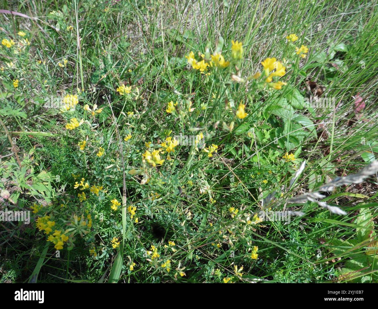 sickle alfalfa (Medicago falcata Stock Photo - Alamy