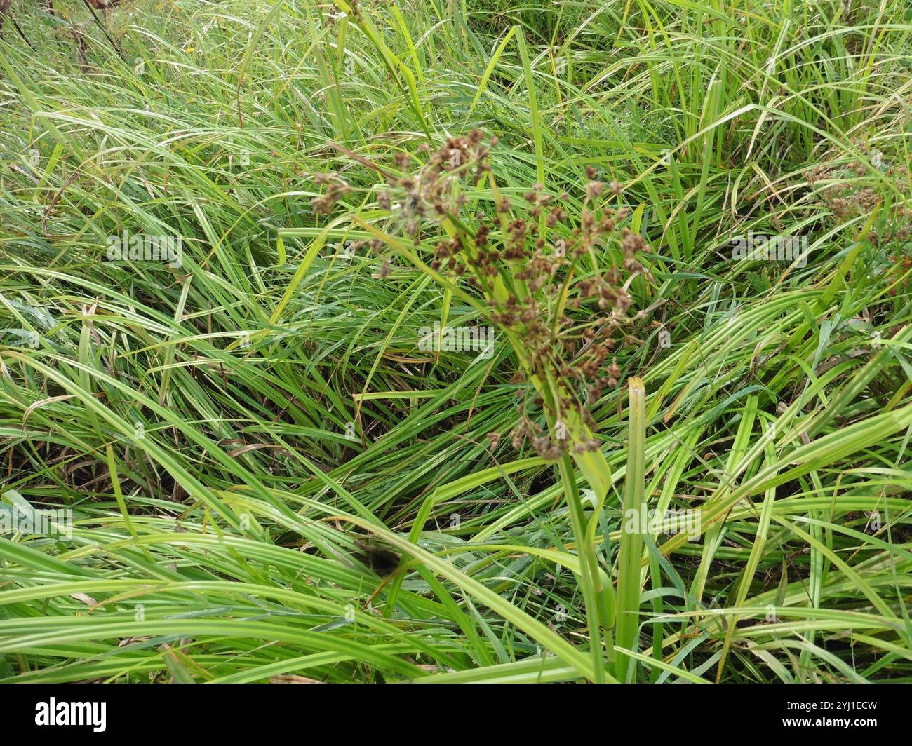 Rush scirpus hi-res stock photography and images - Alamy