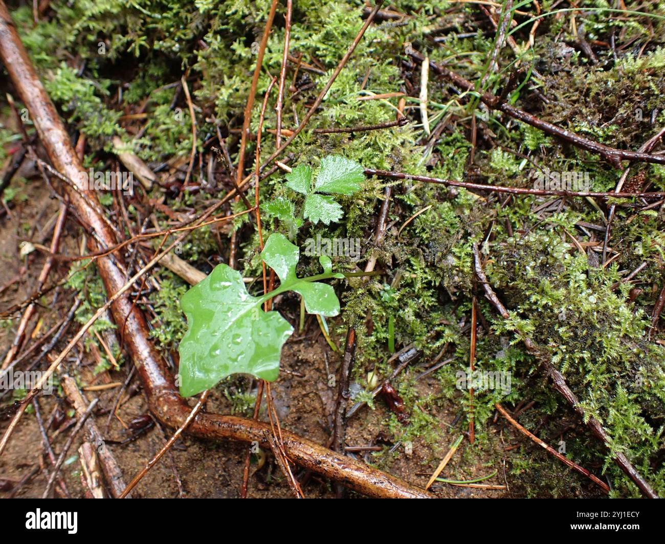 Wall Lettuce (Mycelis muralis Stock Photo - Alamy