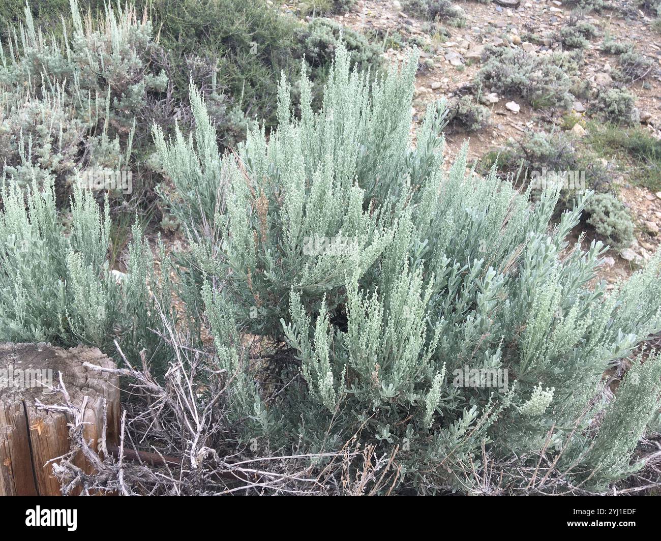 Big Sagebrush (Artemisia tridentata Stock Photo - Alamy