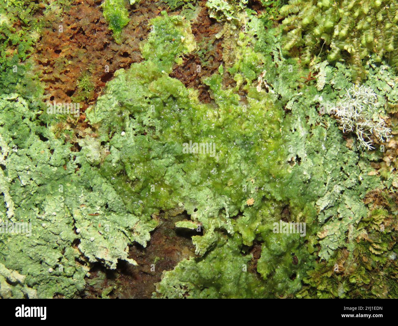 common lichens (Lecanoromycetes Stock Photo - Alamy