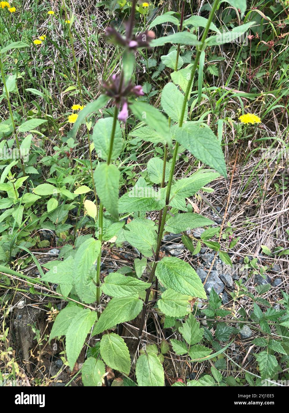 Coastal Hedge-nettle (Stachys chamissonis Stock Photo - Alamy