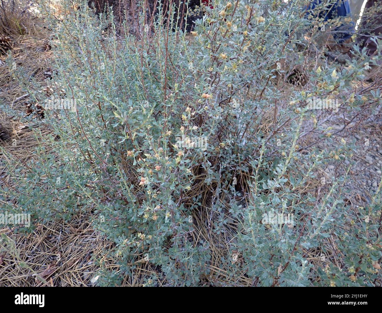 Antelope Bitterbrush (Purshia tridentata Stock Photo - Alamy