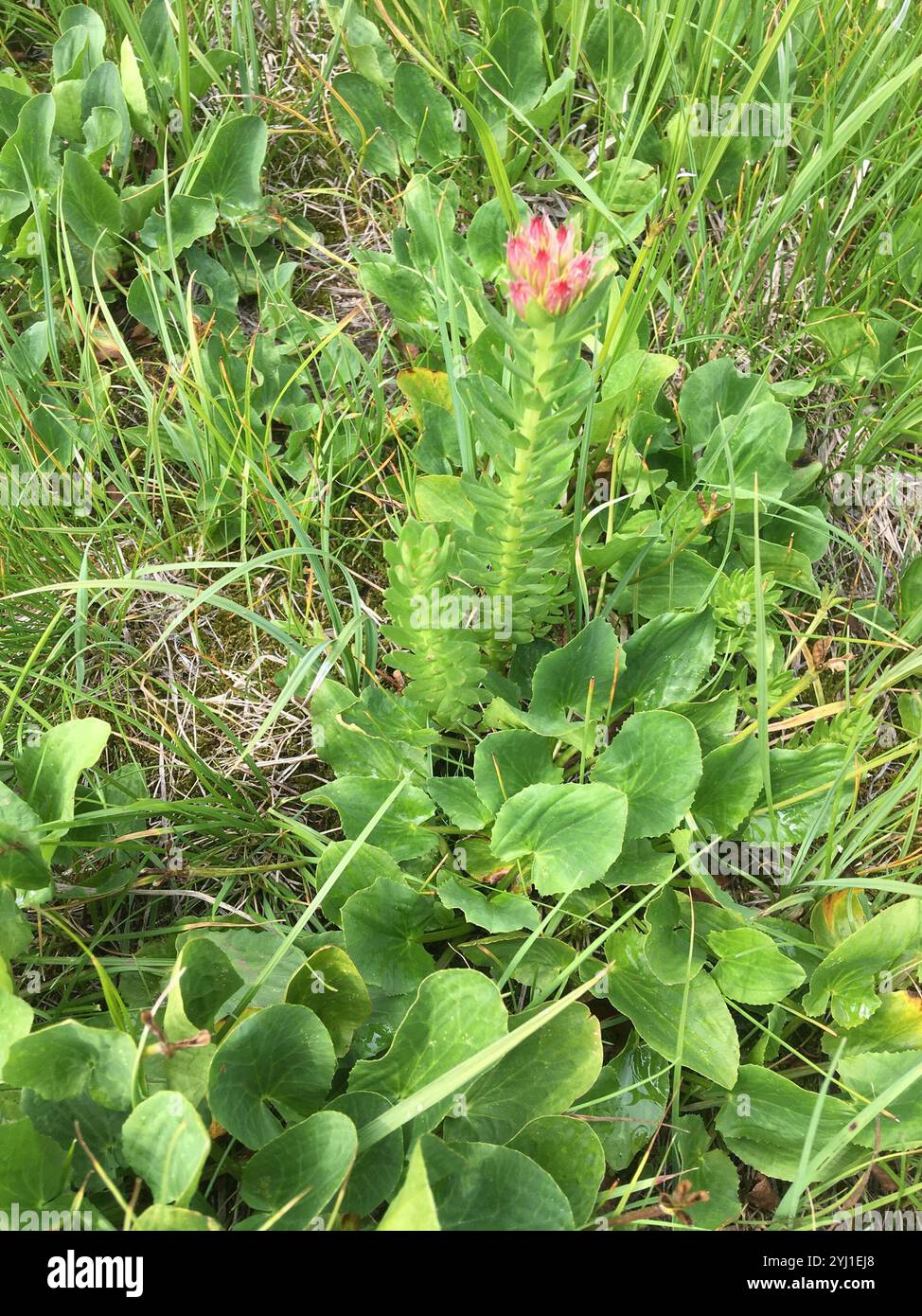 Queen's Crown (Rhodiola rhodantha Stock Photo - Alamy