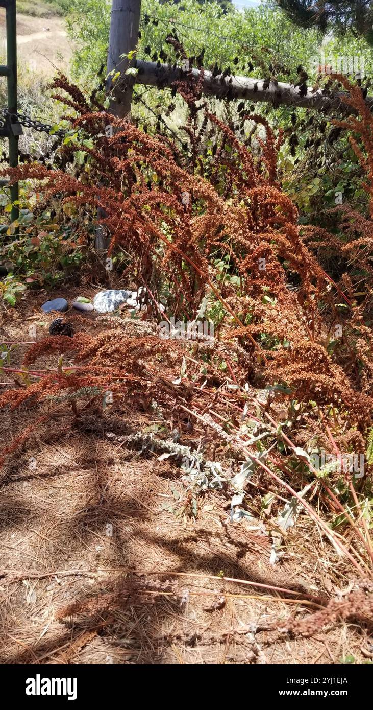 Clustered Dock (Rumex conglomeratus Stock Photo - Alamy